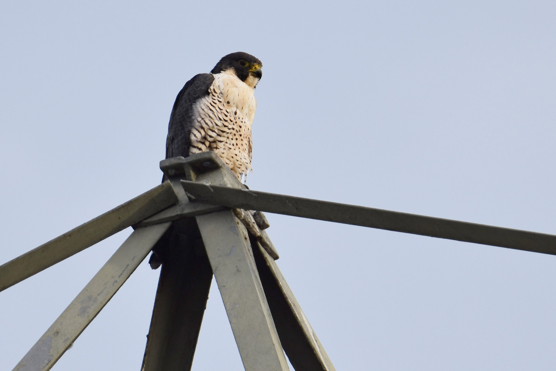 Power lines will kill your falconry bird - In Yarak Falconry